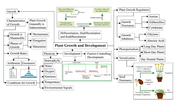 Class 11 Chapter-15: Plant – Growth and Development - Vrindawan ...