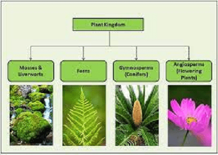 Class 11 Classification of plants into major groups - Vrindawan ...