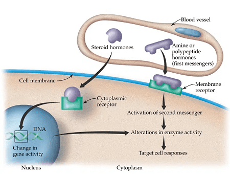 Class 11 role of hormones as messengers and regulators - Vrindawan ...